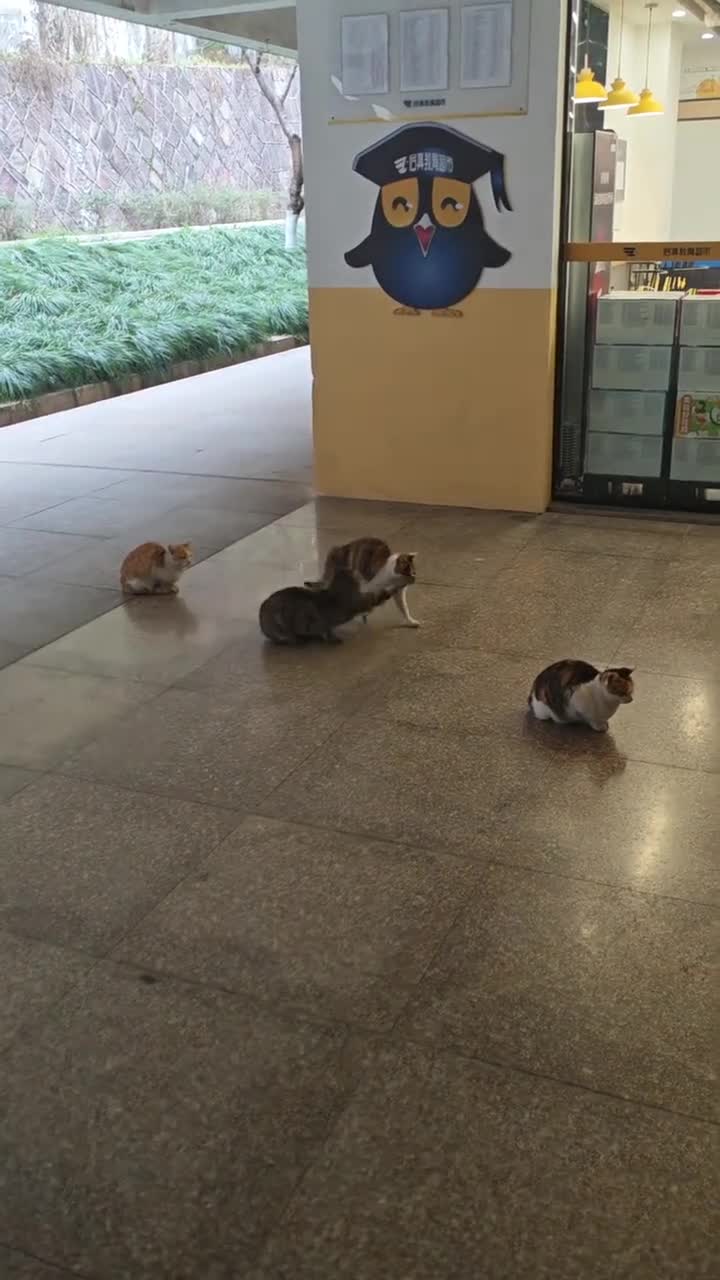 Watch SaveTik.co_7476426099937856825 | Streamable