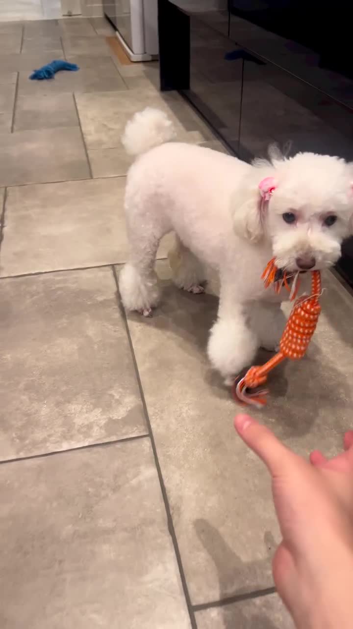 Watch d | Streamable