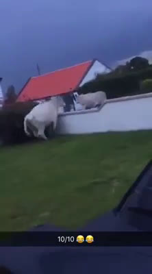 Cow turned showjumping horse