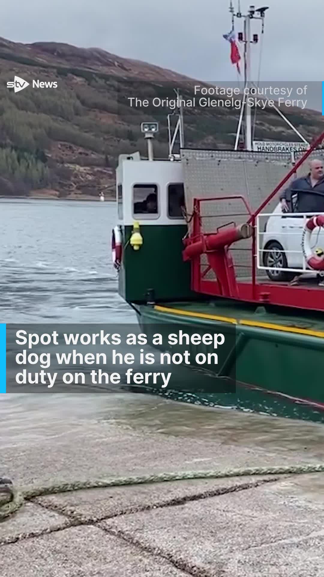 NEWS-230411-FERRY DOG-9x16