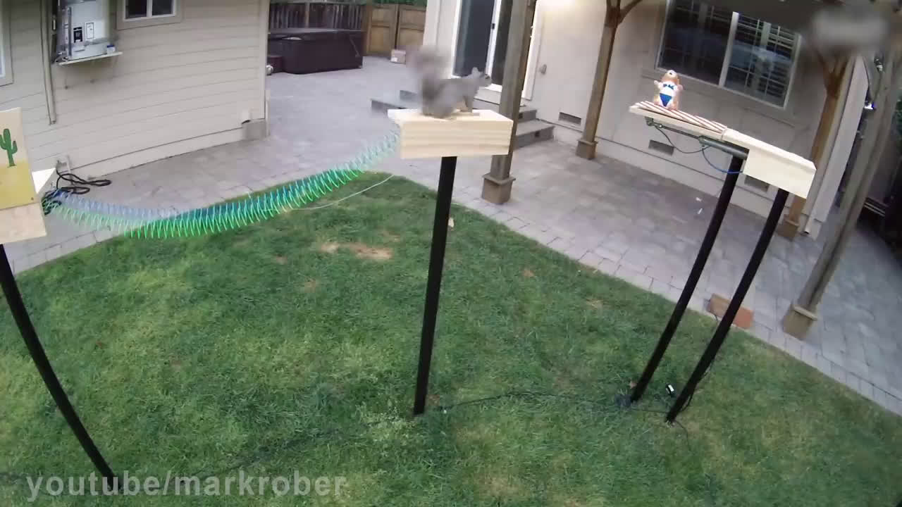 Squirrel ninja warrior course