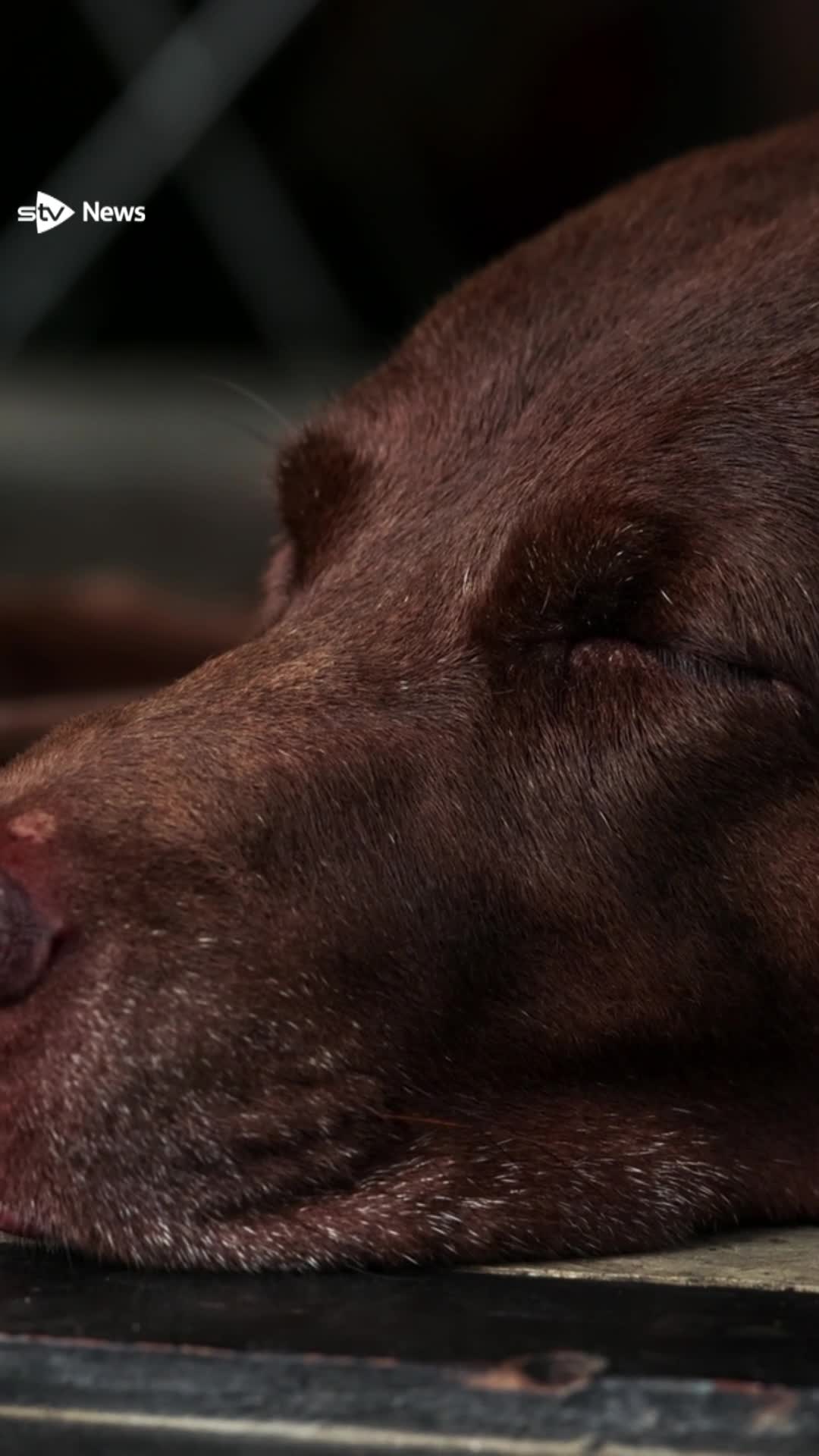 Watch LABRADOR-63721c78303977443f9c54ee_Mar_07_2024_17_02_50 (1 ...