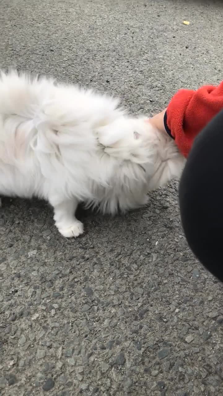 Watch nicebeaver28-04-04-2024-0001 | Streamable