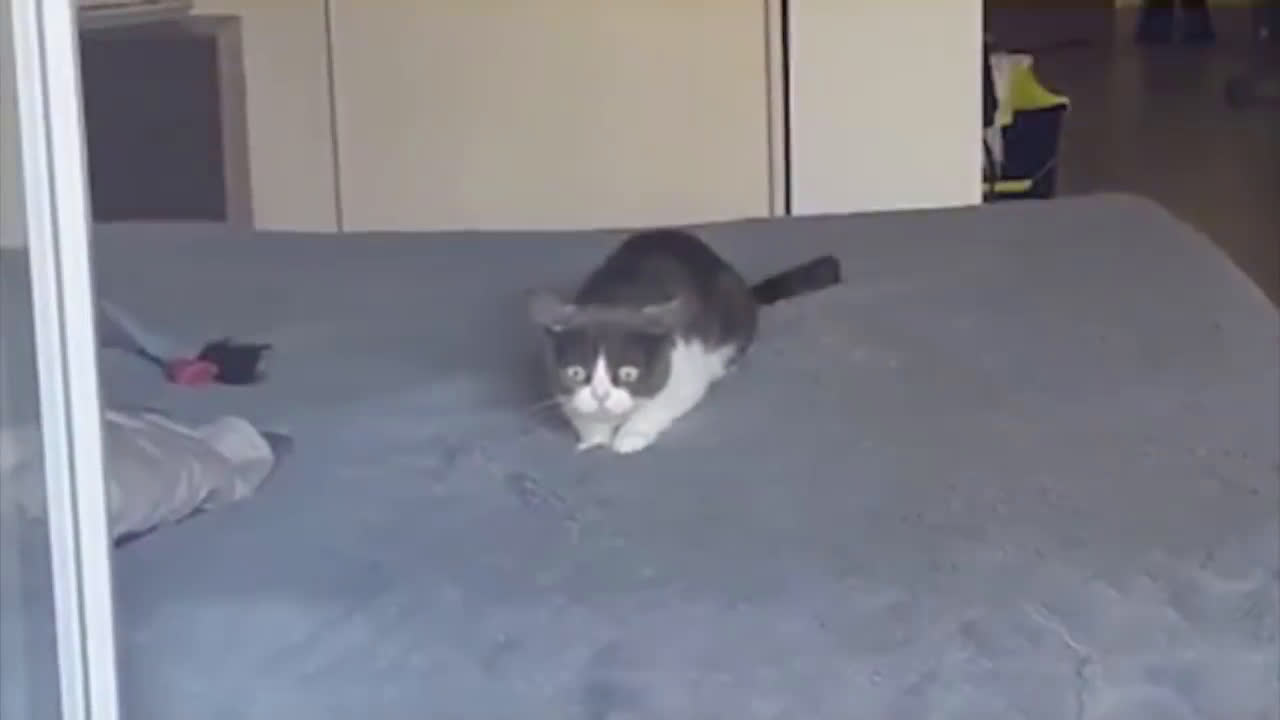 cat has a vietnam flashback