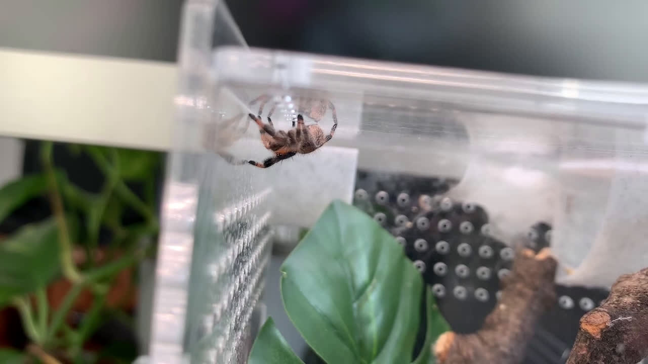 Jumping spider poop