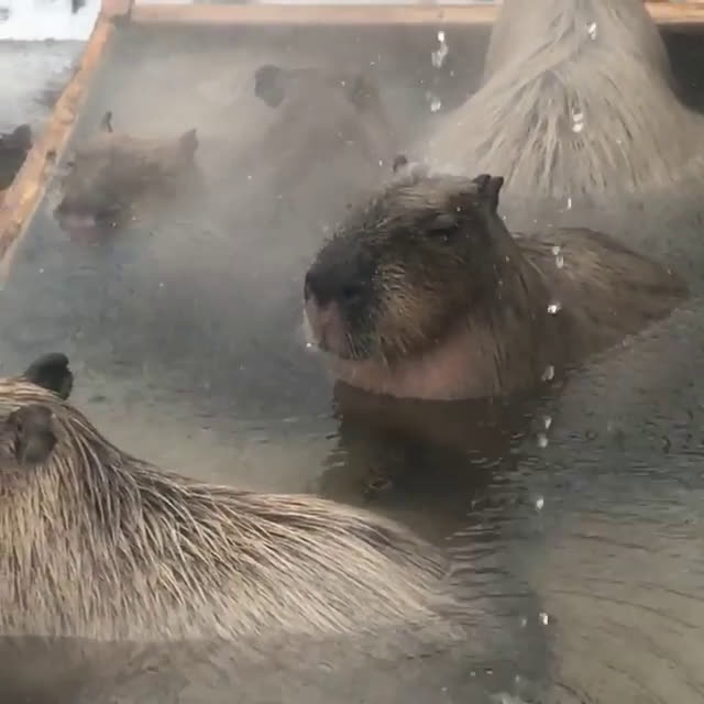 Capybara Hot Spring