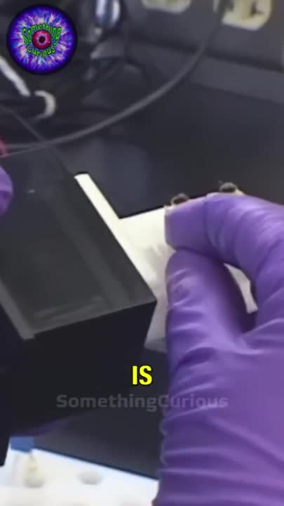 rapidsave.com_training_bees_to_detect_explosives-u5zdwcvpss5b1