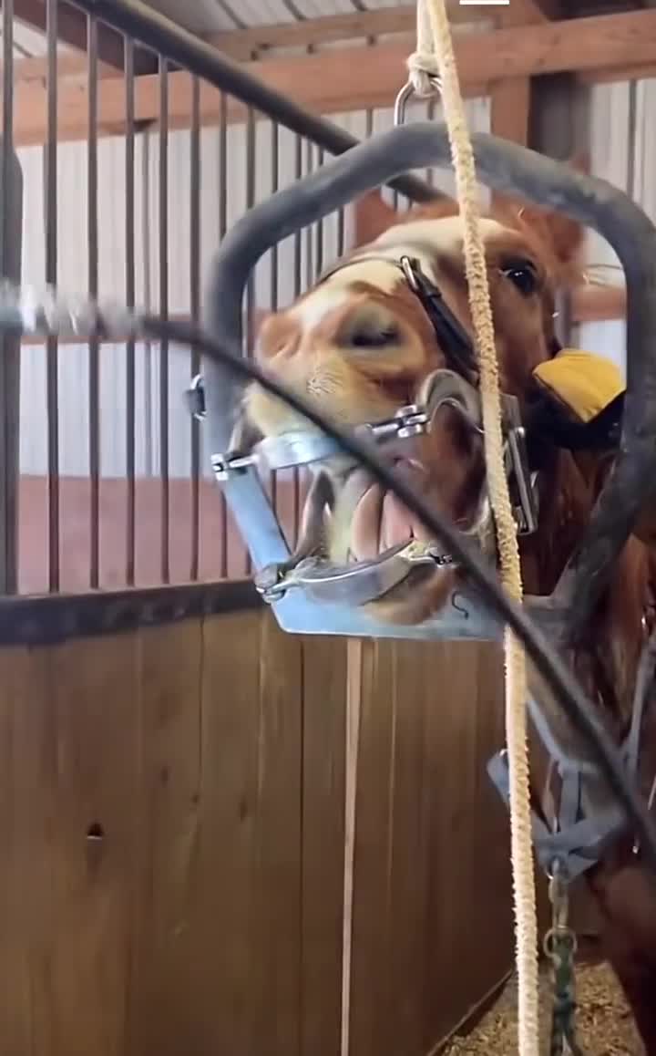 Watch rapidsave.com_wolf_teeth_pulled_out_of_a_horse-hyi35fqe7cvd1 ...