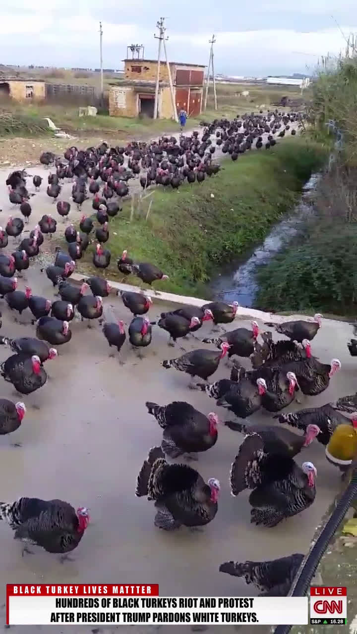 black turkey lives matter
