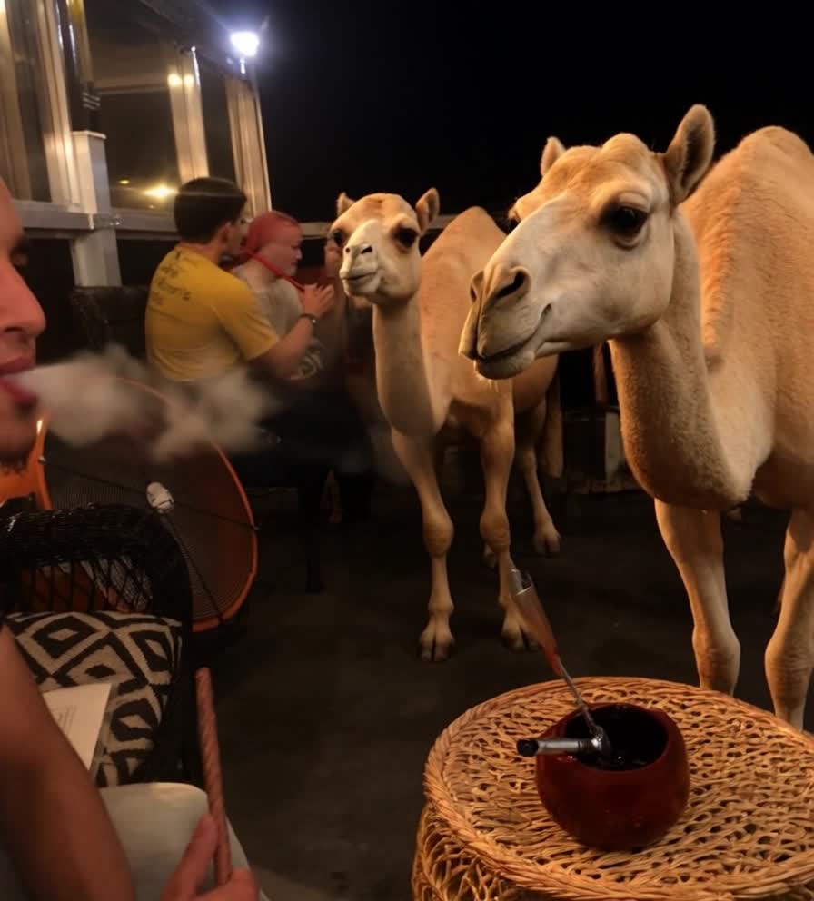 Watch Hookah lounge | Streamable