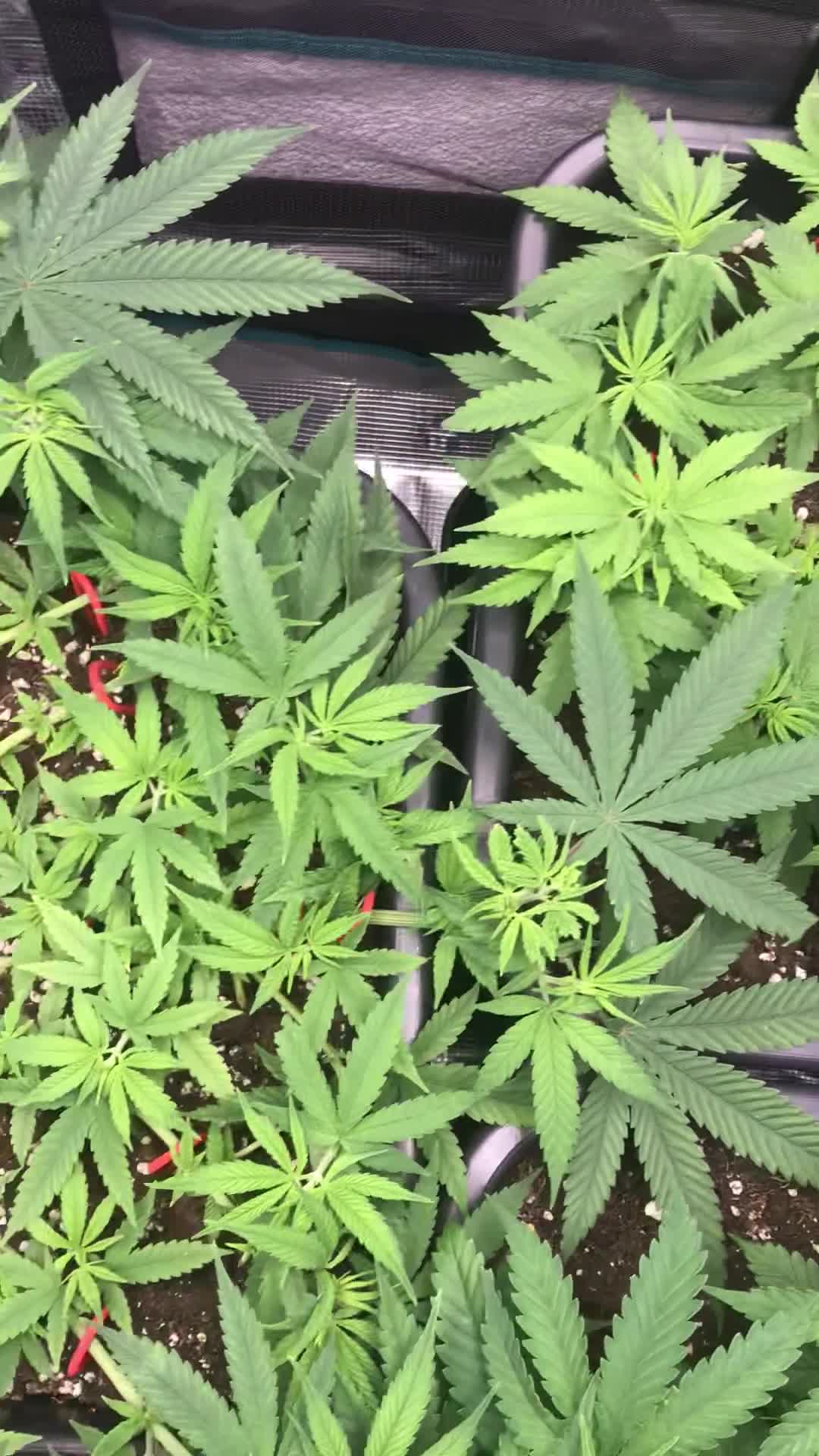 Watch IMG_0787 | Streamable