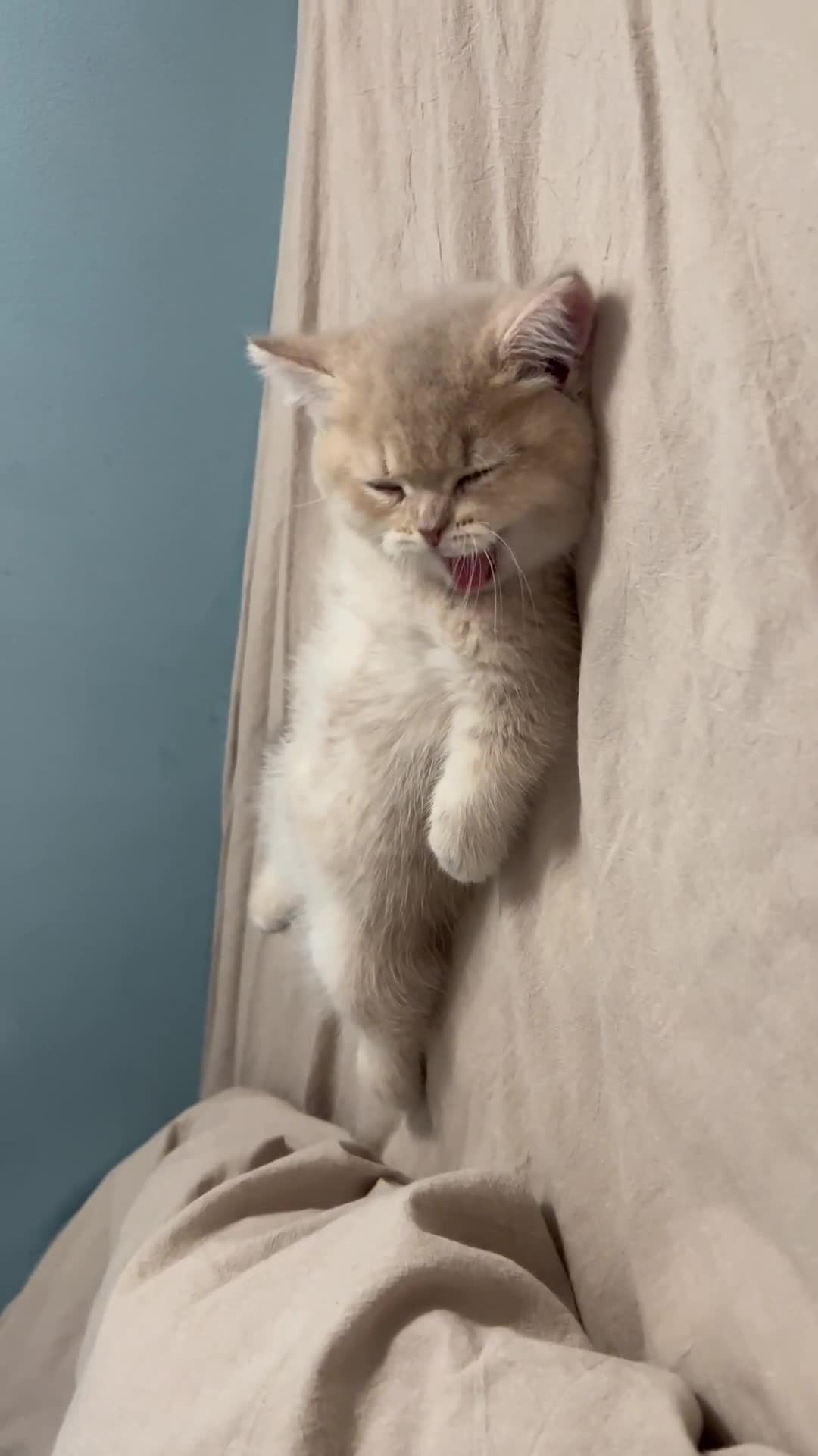 douyin-7236856501514652931-dy-video-godownloader.com