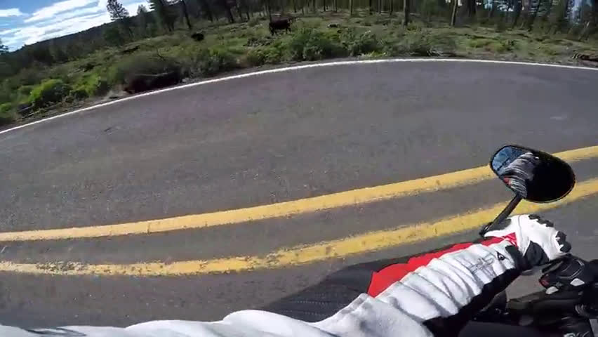 I hit a cow on my Triumph and we both lived to tell the tale